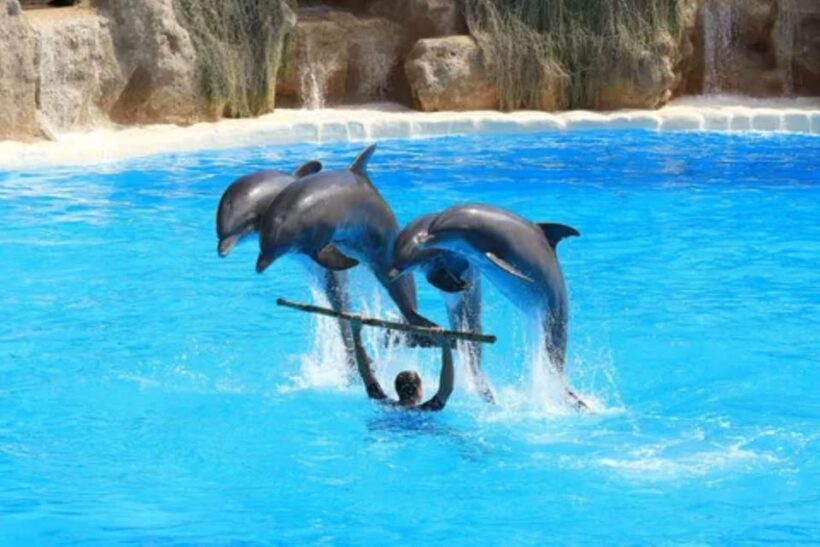 Dolphin Show Tour with Transfer from Alanya & Side - The Experience from the Reviews