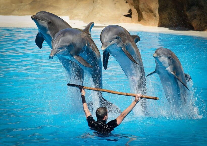 Dolphin Show Tour with Transfer from Alanya & Side - The Sum Up