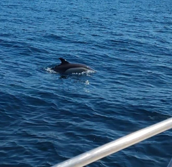 Dolphin Sighting, La Línea de la Concepción - Key Points