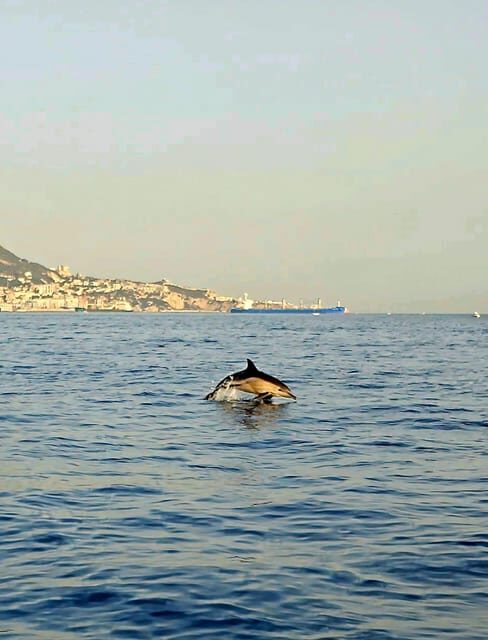 Dolphin Sighting, La Línea de la Concepción - Why This Dolphin Sighting Tour Stands Out