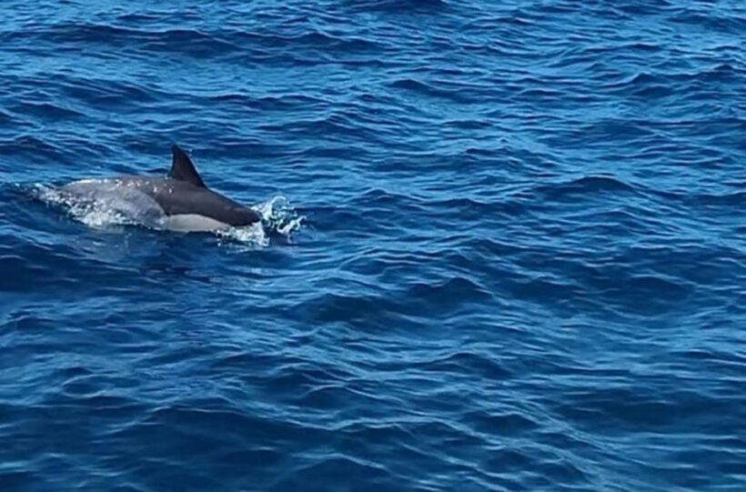 Dolphin Sighting, La Línea de la Concepción - Final Thoughts: Who Will Love This Tour?
