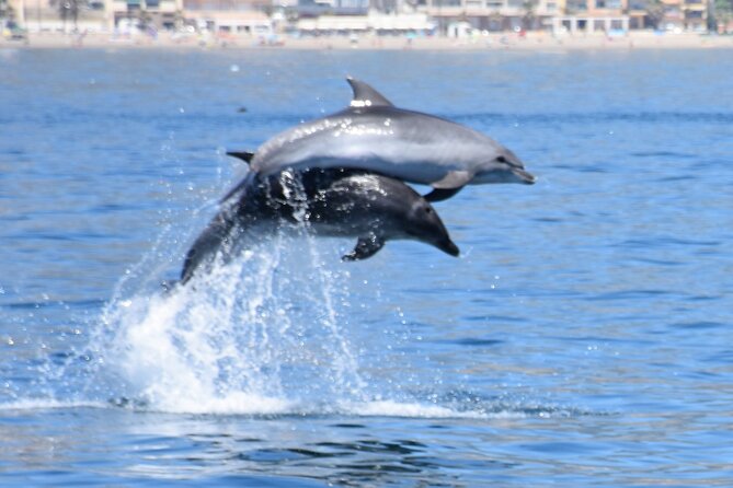 Dolphin Sightseeing Boat Tour From Benalmadena - Onboard Amenities and Facilities