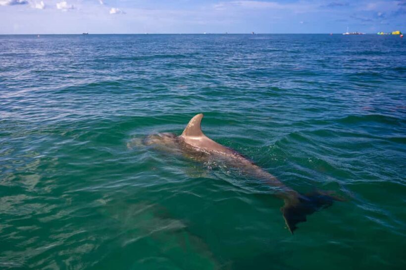 Dolphin & Snorkeling Key West - Key Points