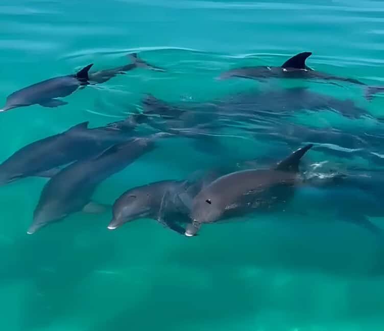 Dolphin & Snorkeling Key West - Final Thoughts