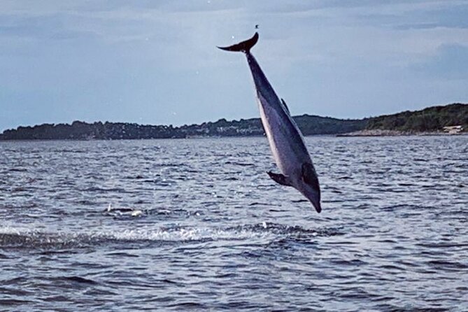 Dolphin Sunrise Adventure With Speedboat - Key Points
