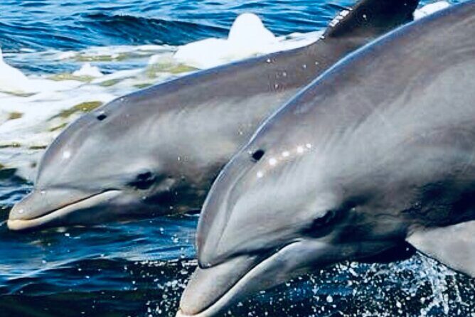 Dolphin Sunset Tour in Orange Beach - Final Thoughts: Is It Worth It?