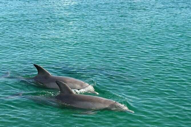 Dolphin Sunset Tour in Orange Beach - FAQs
