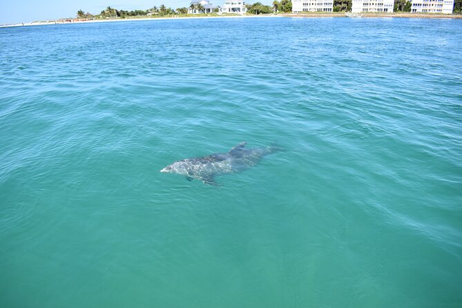 Dolphin Tiki Cruise Around Fort Myers Beach - Customer Experiences and Testimonials