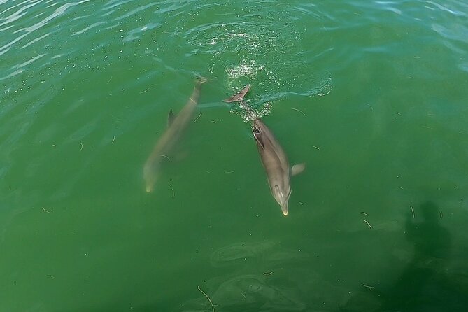 Dolphin Tour in St. Pete Beach - What to Expect on the Pontoon Boat