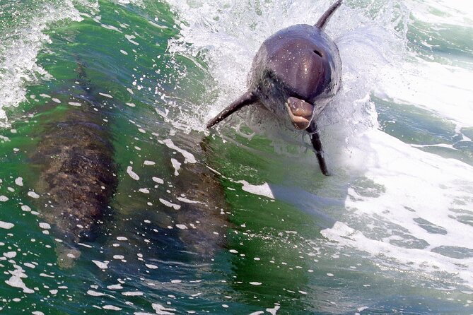 Dolphin Tour in St. Pete Beach - Accessibility and Policies