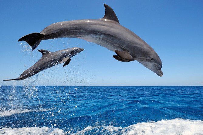 Dolphin Tour - Waterfall - Wanagiri Hill - Temple on the Lake - Free WiFi - Final Thoughts: Is It Worth It?