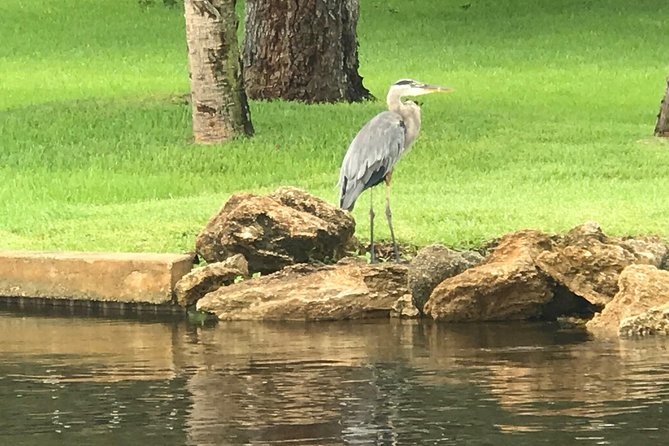 Dolphin Tours Along and Near the Beautiful Indian River Lagoon - Wildlife Sightings Along the Indian River Lagoon