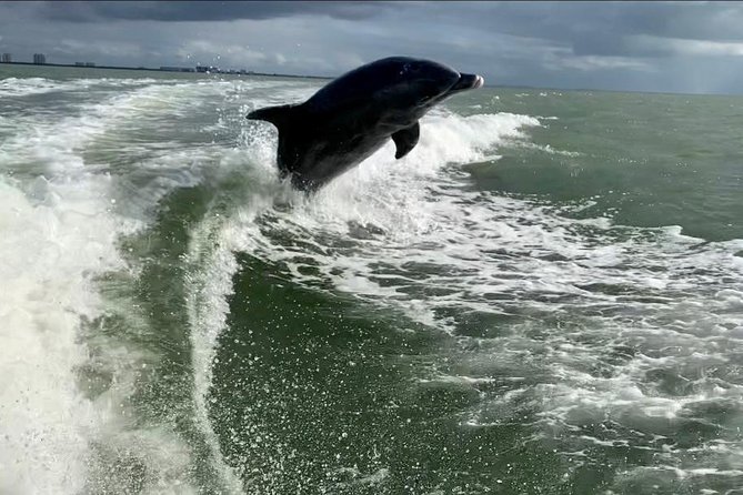 Dolphin Tours - Fort Myers Beach / Naples - Unique Features of the Experience