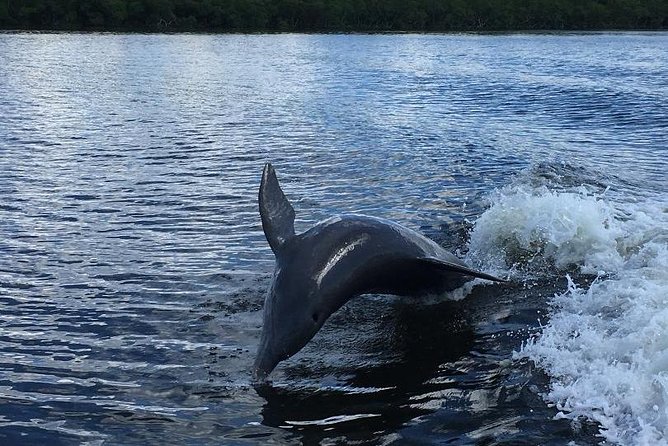 Dolphin Tours - Fort Myers Beach / Naples - Tips for an Unforgettable Tour