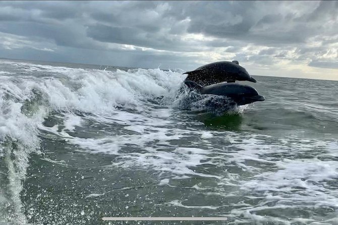 Dolphin Tours - Fort Myers Beach / Naples - Frequently Asked Questions