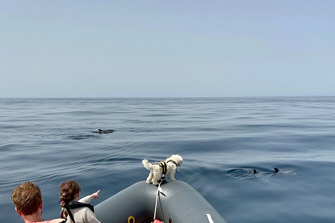 Dolphin Watch & Benagil Caves Boat Tour With Biologist Guide - Dolphin Watching Experience