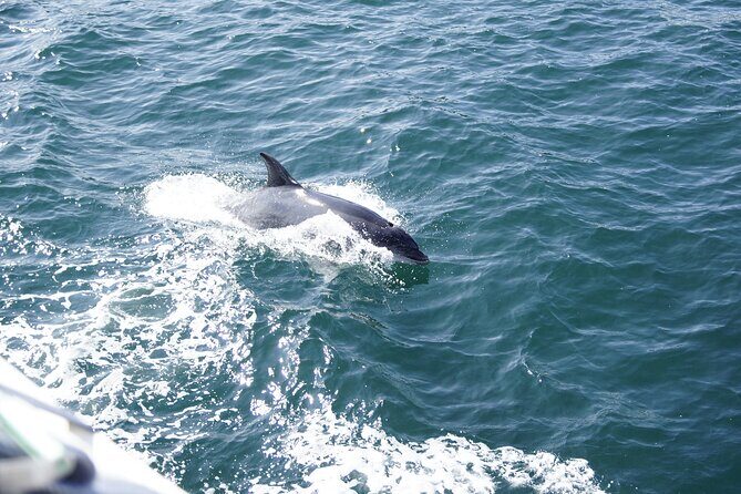 Dolphin Watch & Harbor Tour in Historical St. Augustine - The Sum Up