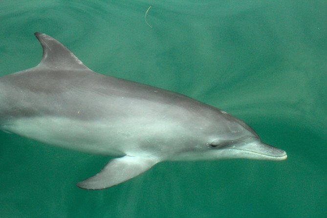 Dolphin Watch + Sailing - Port Stephens - Final Word