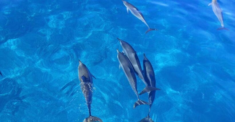 Dolphin Watch Snorkel and BBQ in Kona, Big Island - Food & Refreshments: Casual, Easygoing, and Family-Friendly