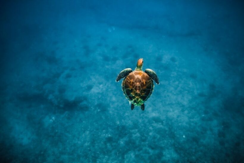 Dolphin Watch Snorkel and BBQ in Kona, Big Island - Authentic Hawaiian Experience & Tips for Travelers