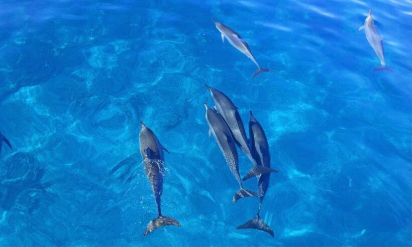 Dolphin Watch Snorkel and BBQ in Kona, Big Island - Who Is This Tour Best For?