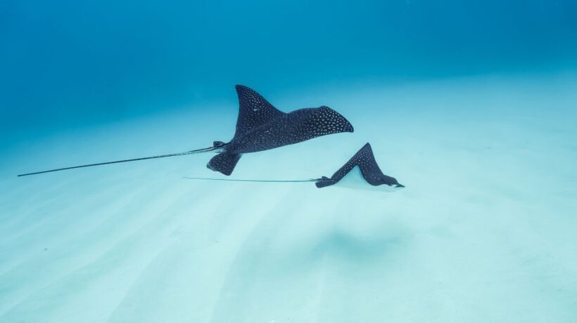 Dolphin Watch Snorkel and BBQ in Kona, Big Island - FAQ