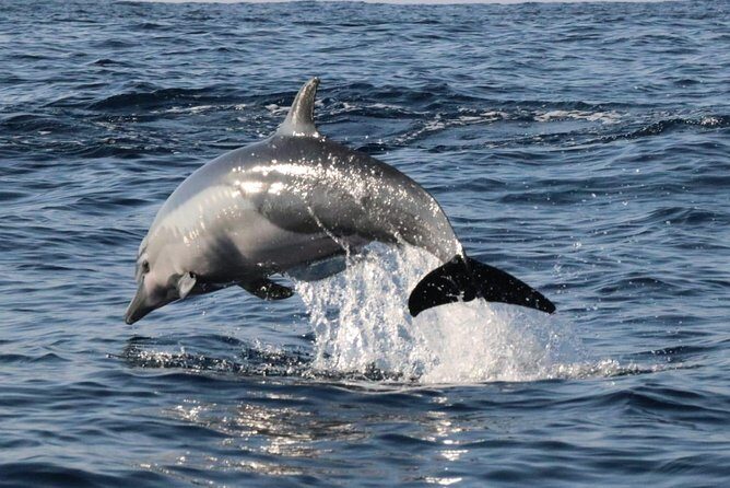 Dolphin Watching - The Itinerary: What to Expect