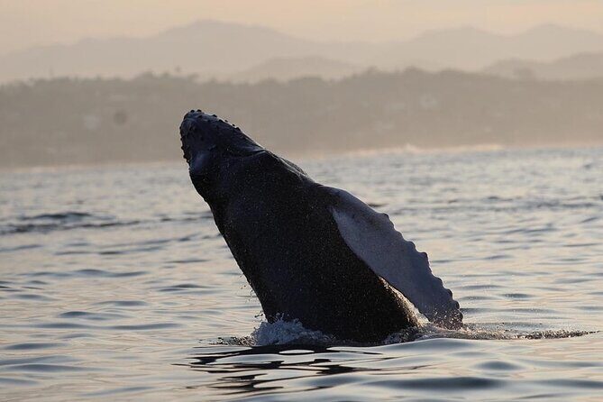 Dolphin Watching - Final Thoughts