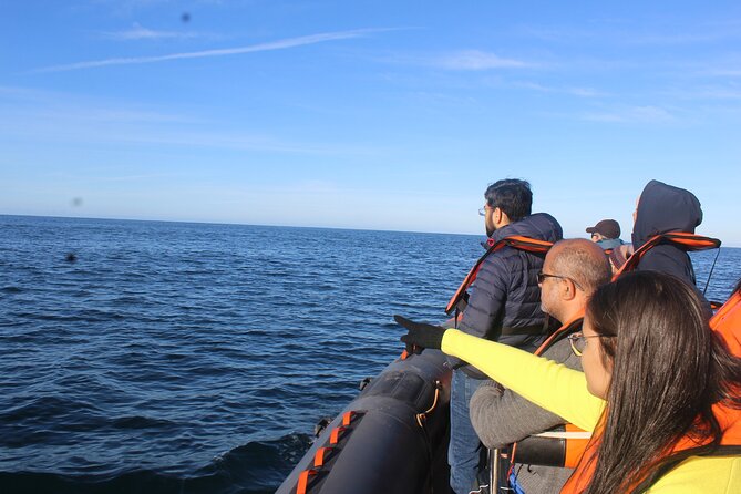 Dolphin Watching + 2 Islands Tour - From Faro - Who Will Love This Tour?