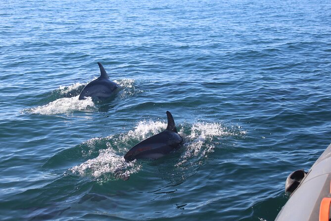 Dolphin Watching + 2 Islands Tour - From Faro - FAQ