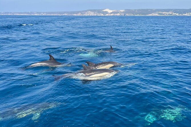 Dolphin Watching and Boat Tour in Sesimbra - The Experience in Practice: From Booking to Return
