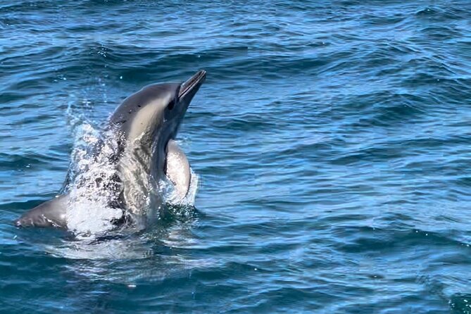 Dolphin Watching and Boat Tour in Sesimbra - Who Will Love This Tour?