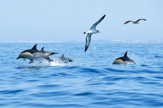 Dolphin Watching and Cave Boat Cruise Review - Safety and Accessibility