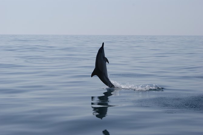 Dolphin Watching and Cave Tour From Vilamoura - Exploring the Algarves Sea Caves and Inlets