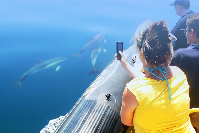 Dolphin Watching and Cave Tour From Vilamoura - Scenic Cruise on the Atlantic Ocean