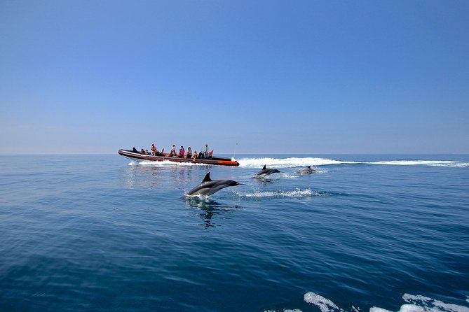 Dolphin Watching and Cave Tour From Vilamoura - Accessibility and Inclusions
