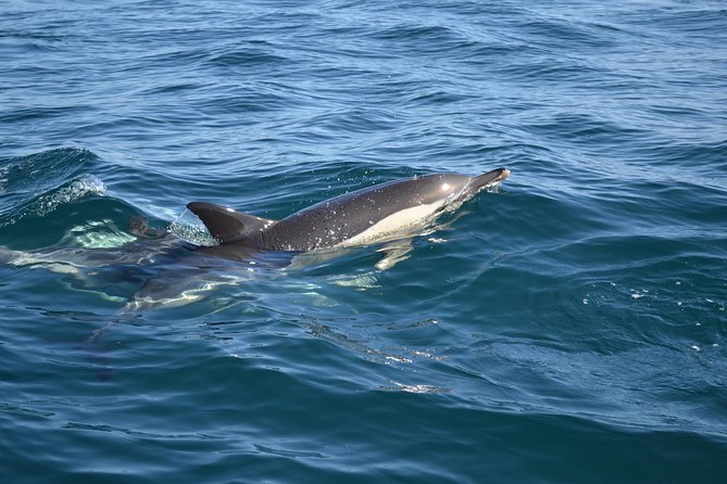 Dolphin Watching and Cave Tour From Vilamoura - Booking and Cancellation Policies