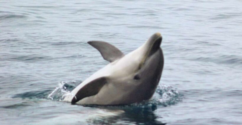 Dolphin Watching and Local Caves - The Sum Up: Is This Tour Right for You?