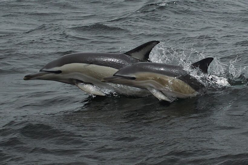 Dolphin Watching and Local Caves - FAQ
