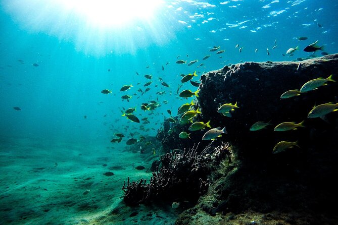 Dolphin Watching and Snorkeling Adventure in Key West - Notable Sightings and Encounters