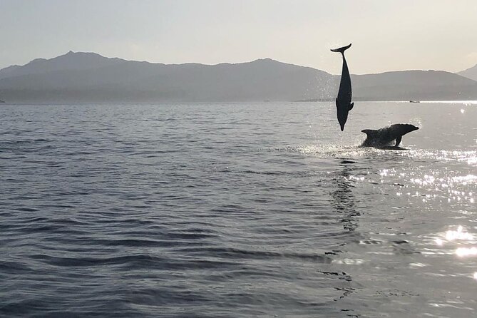 Dolphin Watching and Snorkeling in Figarolo - Pricing Details