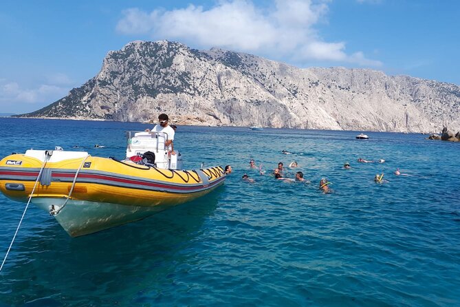 Dolphin Watching and Snorkeling in Figarolo in Sardinia - Booking and Pricing Information