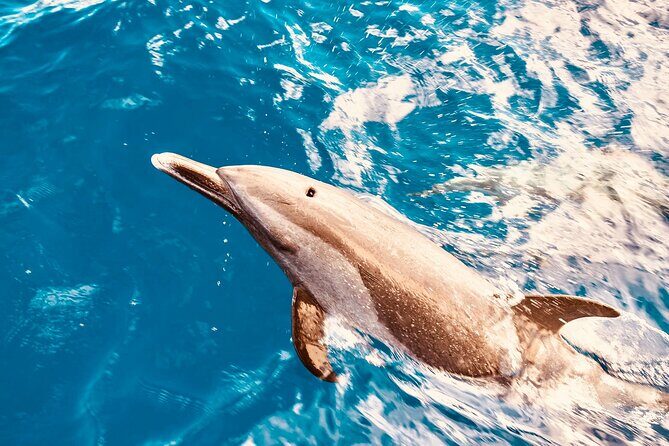 Dolphin Watching and Snorkeling on the West Coast of Oahu - An Introduction to this Oahu Coastal Adventure
