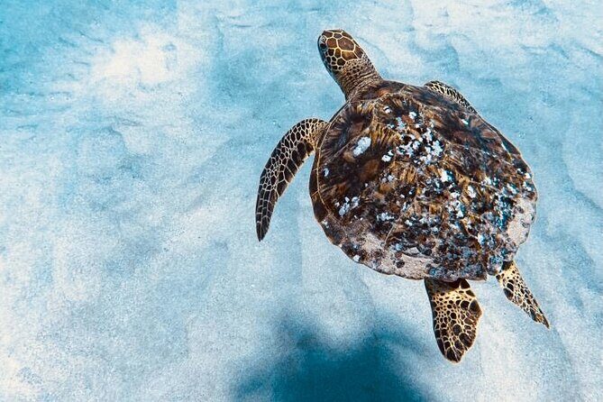 Dolphin Watching and Snorkeling on the West Coast of Oahu - Who Should Consider This Tour?