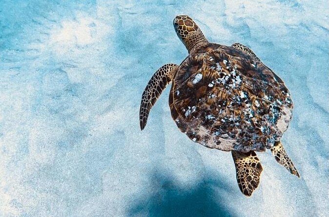 Dolphin Watching and Snorkeling on the West Coast of Oahu - Final Thoughts: Is This Tour Worth It?