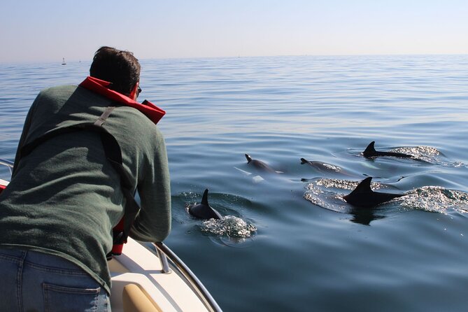 Dolphin watching and wildlife from Faro - Key Points