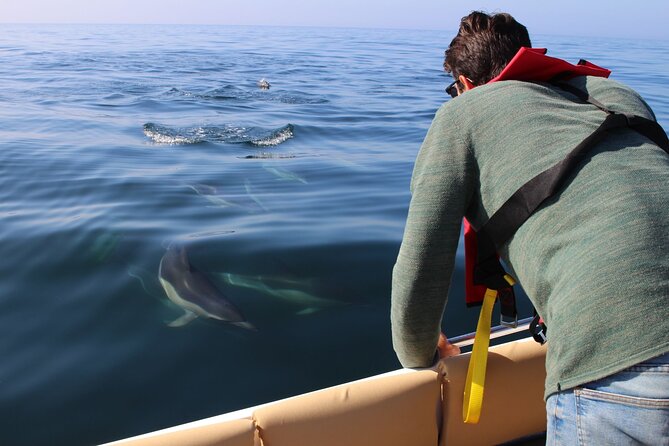 Dolphin watching and wildlife from Faro - The Practical Details