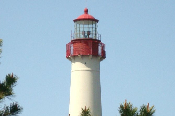 Dolphin Watching around Cape May - Who Will Enjoy This Tour?