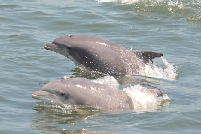 Dolphin Watching around Cape May - FAQs