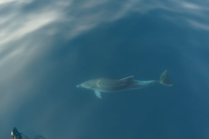 Dolphin Watching around Pore Riviera with Boat Trip - Key Points